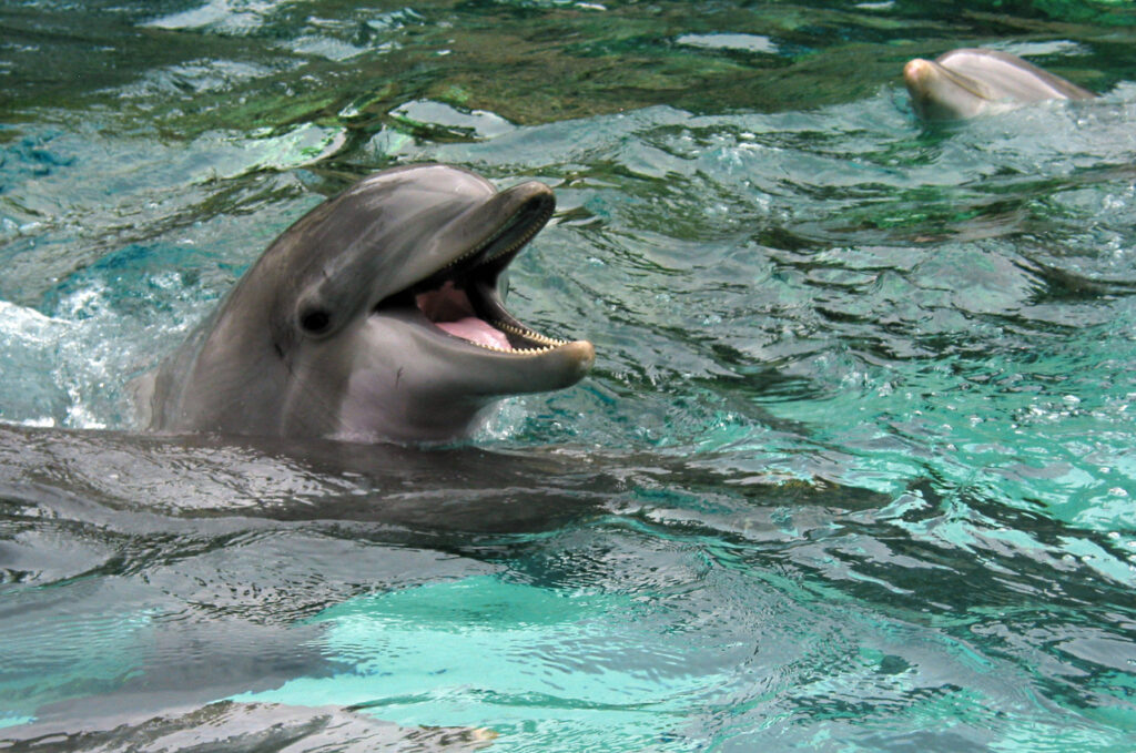 Gulf Lagoon Beach Dolphin Tours | Best Dolphin Tour and Boat Cruise